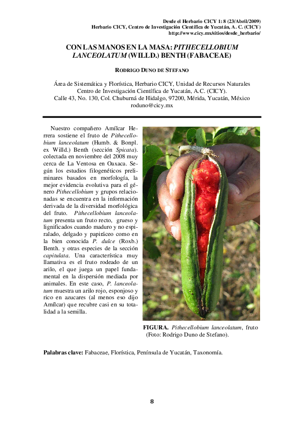 (PDF) Con las manos en la masa: Pithecellobium lanceolatum (Willd ...