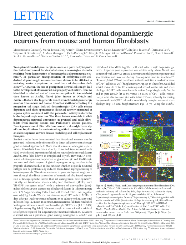(PDF) Direct generation of functional dopaminergic neurons from mouse and human fibroblasts