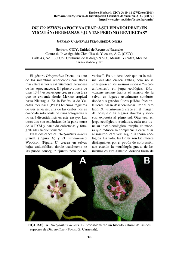 (PDF) Dictyanthus (Apocynaceae: Asclepiadoideae) en Yucatán: hermanas ...