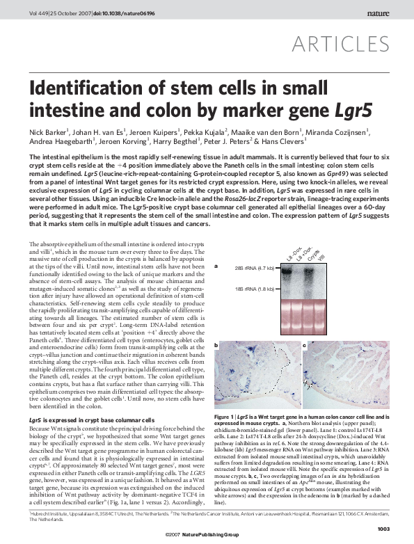 (PDF) Identification of stem cells in small intestine and colon by ...