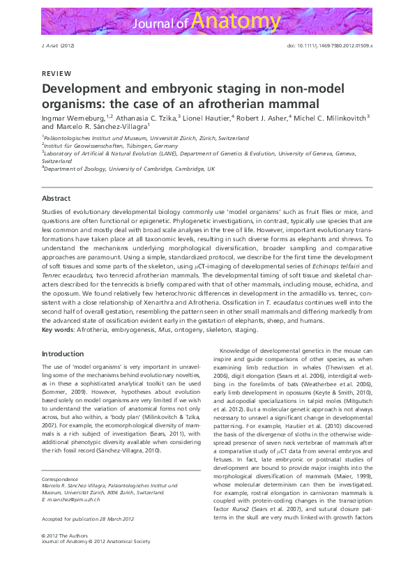 (PDF) Bat embryo & Development