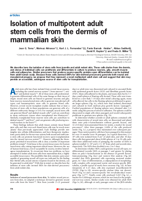 (PDF) Isolation of multipotent adult stem cells from the dermis of ...