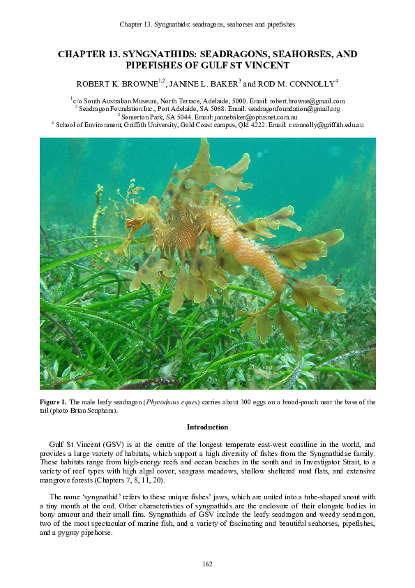 (PDF) CHAPTER 13. SYNGNATHIDS: SEADRAGONS, SEAHORSES, AND PIPEFISHES OF ...