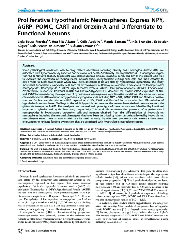 Proliferative hypothalamic neurospheres express NPY, AGRP, POMC, CART ...
