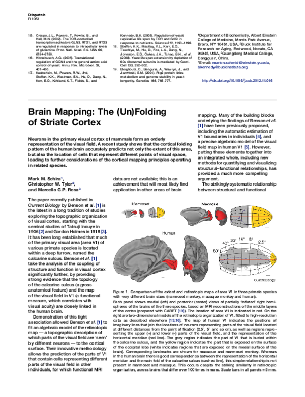 (PDF) Brain mapping: the (un)folding of striate cortex.