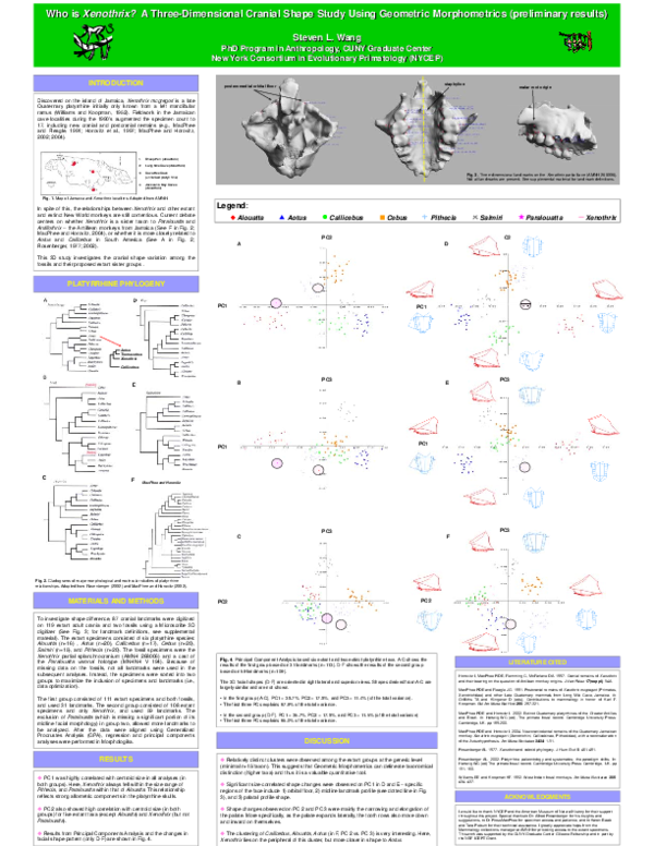 (PDF) Who is Xenothrix? A three-dimensional cranial shape study using geometric morphometrics