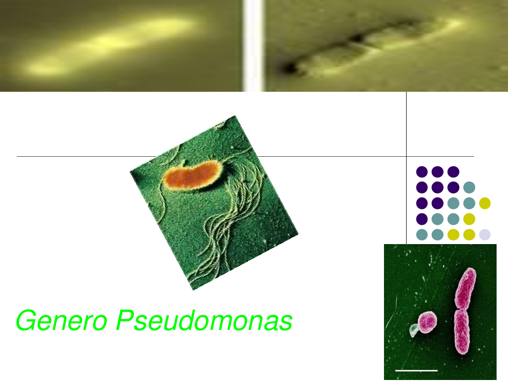 (PPT) Pseudomona