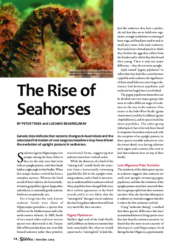 (PDF) The Rise of Seahorses