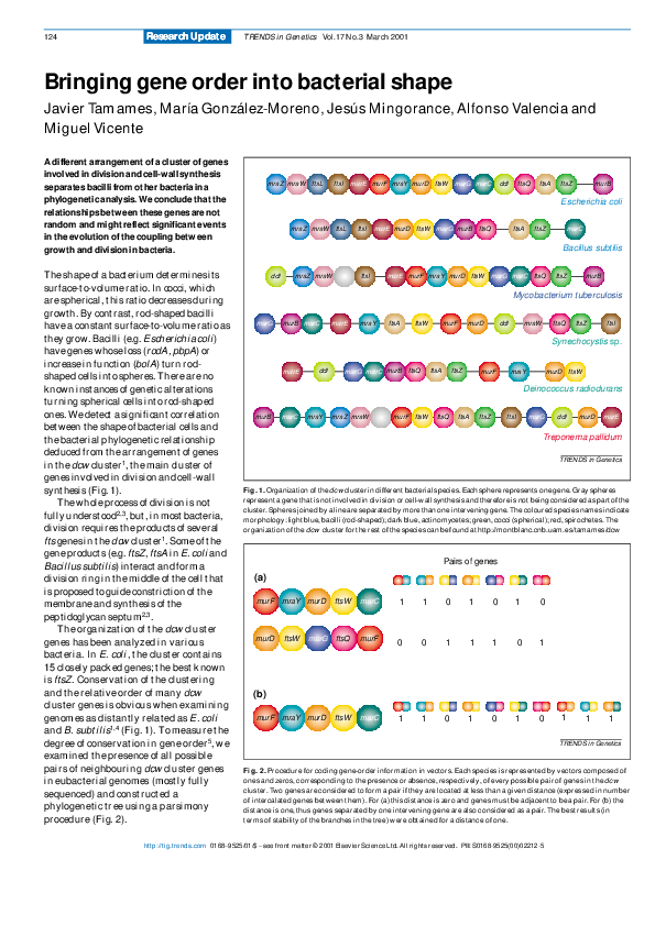 (PDF) Bringing gene order into bacterial shape