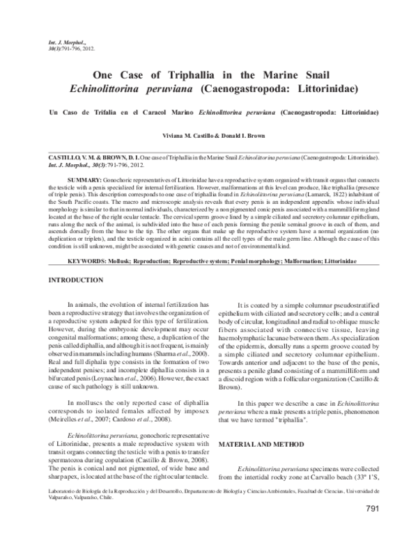 (PDF) One Case of Triphallia in the Marine Snail Echinolittorina ...