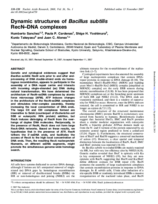 (PDF) Dynamic structures of Bacillus subtilis RecN-DNA complexes