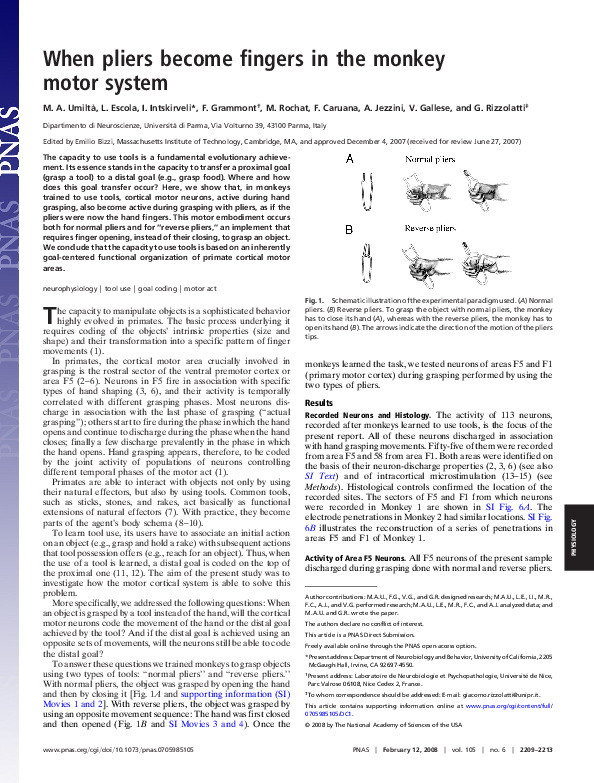 (PDF) When pliers become fingers in the monkey motor system