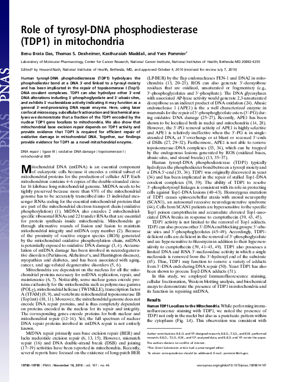 (PDF) Role of tyrosyl-DNA phosphodiesterase (TDP1) in mitochondria.