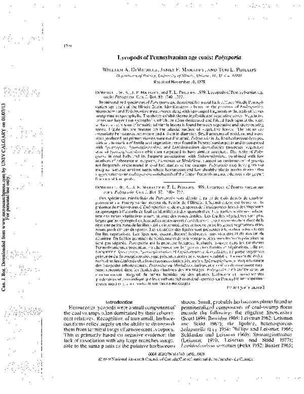 (PDF) Lycopods of Pennsylvanian age coals: Polysporia