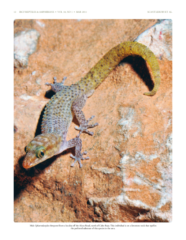 (PDF) Notes on Activity Patterns of Five Species of Sphaerodactylus ...