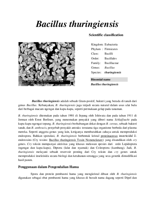 (PDF) Bacillus thuringiensis Scientific classification