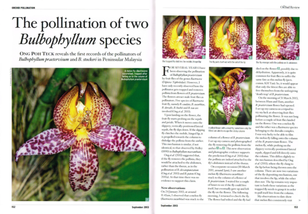(PDF) The pollination of two Bulbophyllum species. The Orchid Review ...