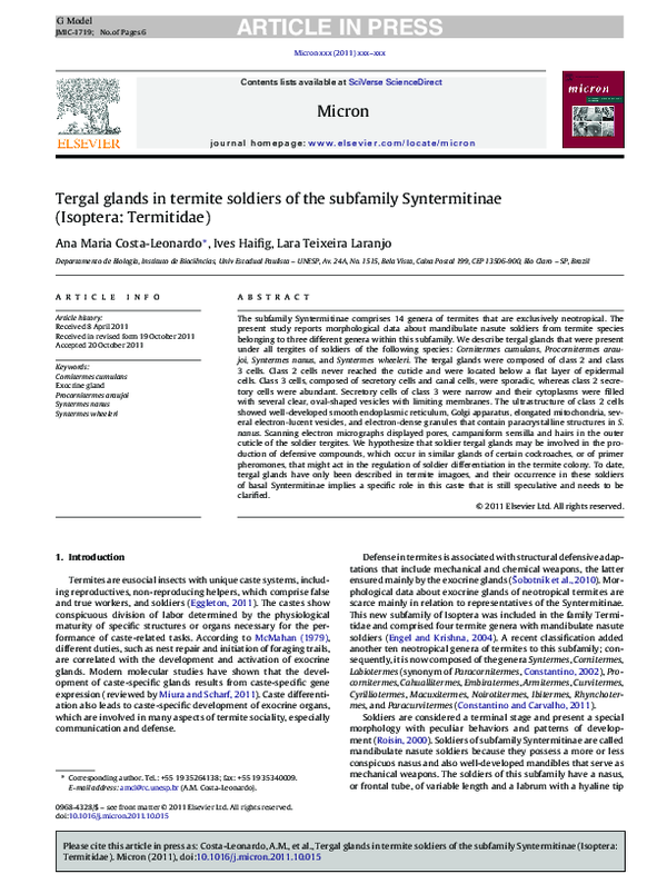 (PDF) Tergal glands in termite soldiers of the subfamily Syntermitinae ...