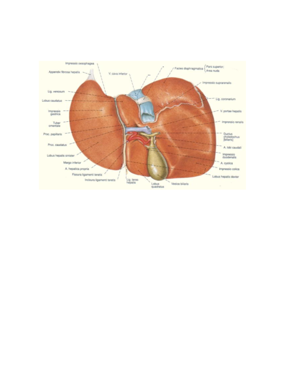 (DOC) Anatomi hepar
