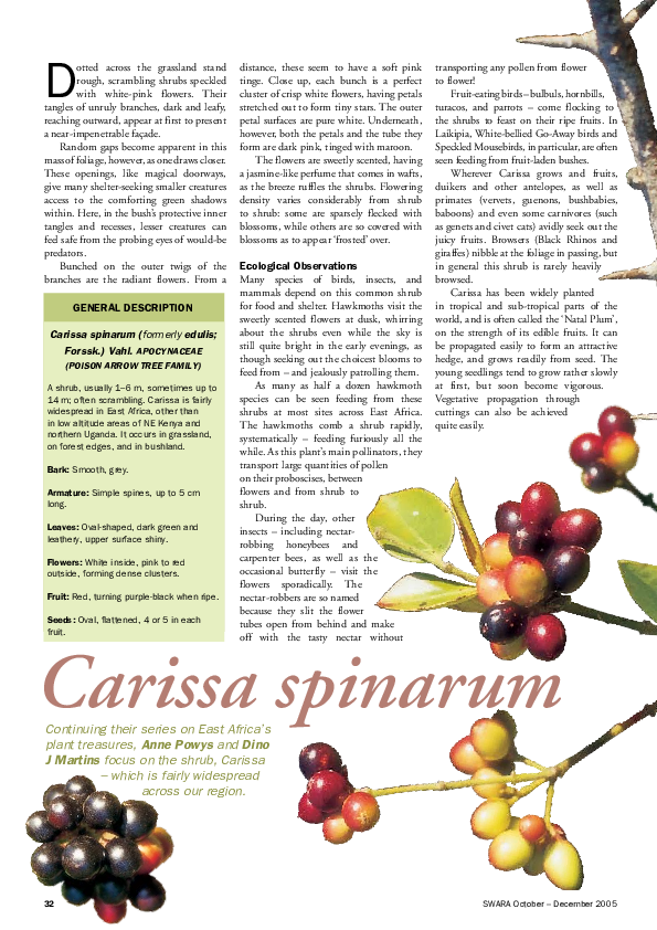 (PDF) Carissa spinarum (Our Flora: formerly Carissa edulis)