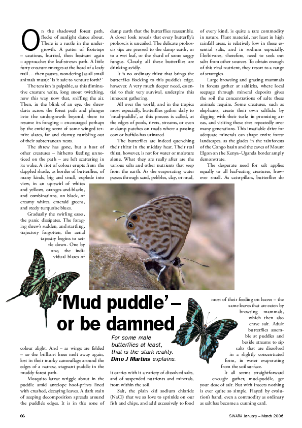 (PDF) Mud Puddle (or be damned!): article on salt-seeking in butterflies
