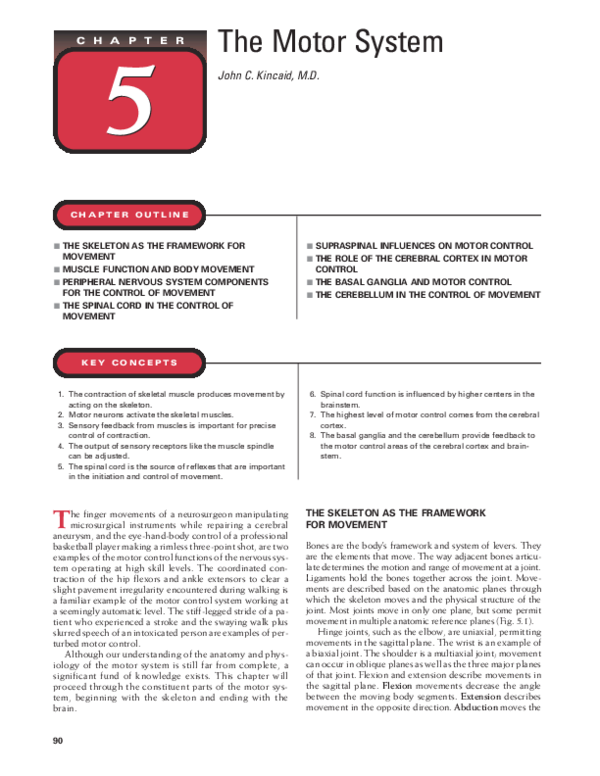 (PDF) The Motor System