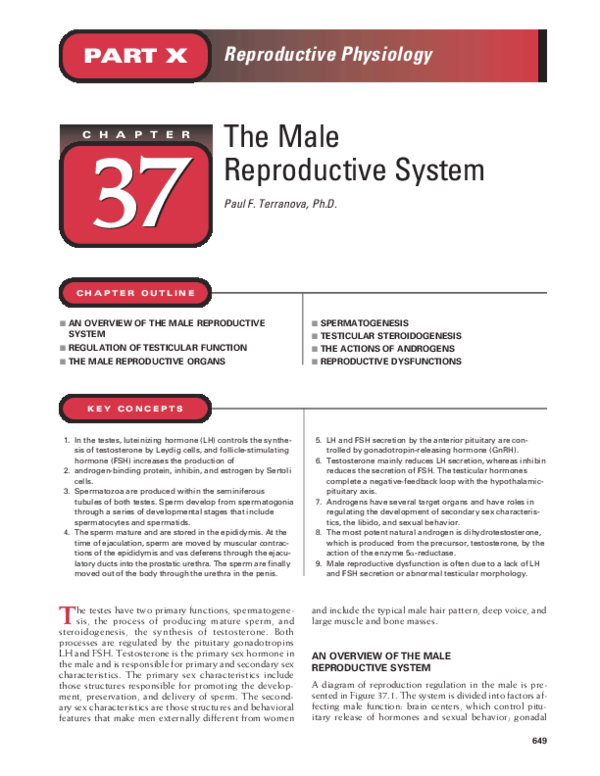 (PDF) The Male Reproductive System