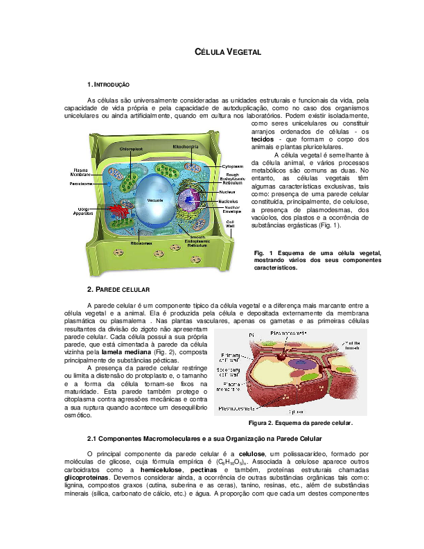 (PDF) CÉLULA VEGETAL