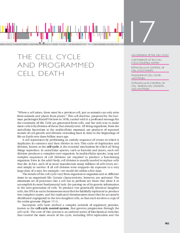 (PDF) cell cycle and cell death