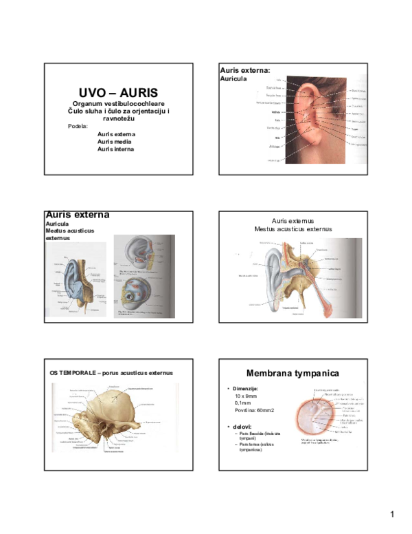 (PDF) UVO – AURIS