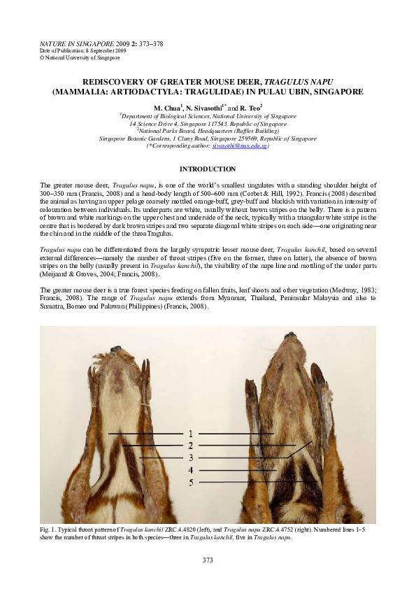 (PDF) REDISCOVERY OF GREATER MOUSE DEER, TRAGULUS NAPU (MAMMALIA ...