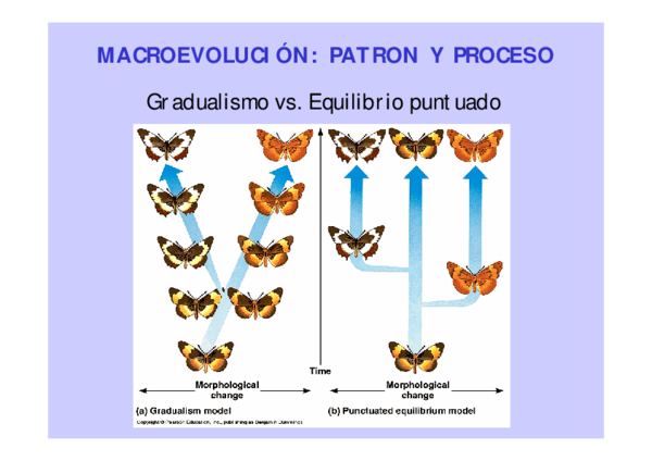(PDF) MACROEVOLUCIÓN: PATRON Y PROCESO
