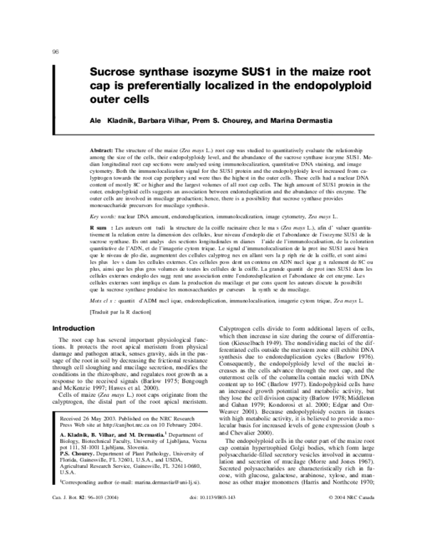 (PDF) Sucrose synthase isozyme SUS1 in the maize root cap is ...