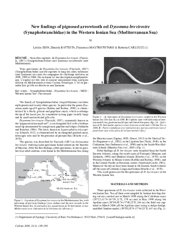 (PDF) New findings of pignosed arrowtooth eel Dysomma brevirostre ...