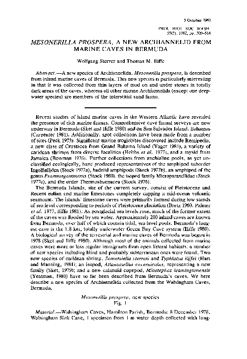 (PDF) Mesonerilla prospera, a new archiannelid from marine caves in ...