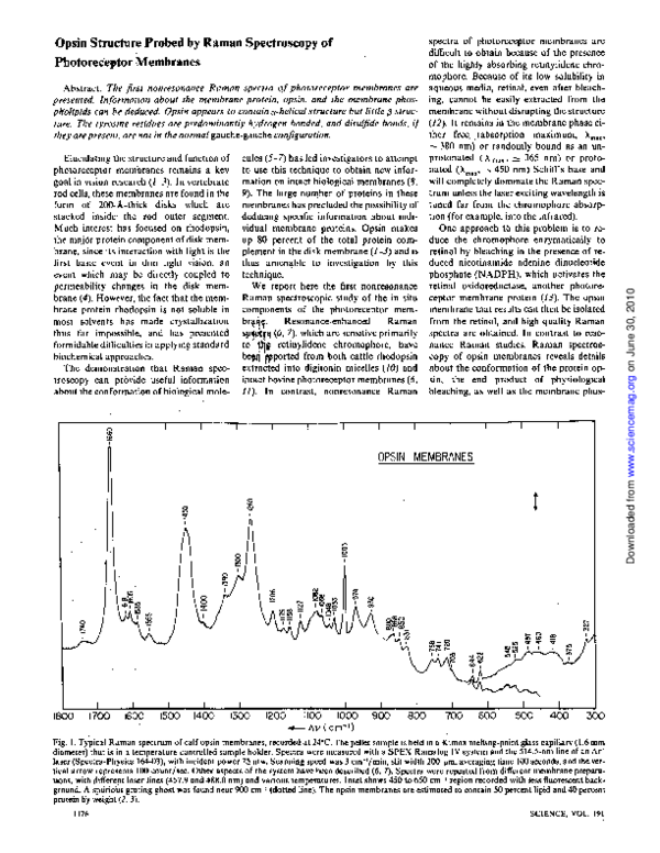 (PDF) Opsin Structure Probed by Raman Spectroscopy of Photoreceptor ...