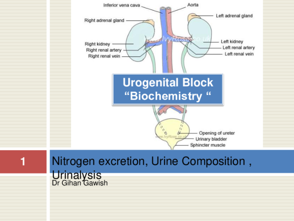 (PPT) Urogenital Block; Nitrogen excretion, Urine Composition , Urinalysis