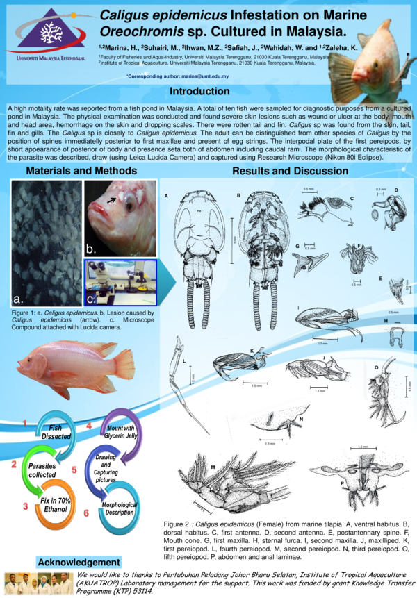 (PDF) Caligus epidemicus Infestation on Marine Oreochromis sp. Cultured ...