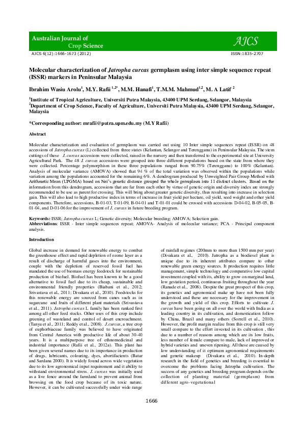 (PDF) Molecular characterization of Jatropha curcas germplasm using ...