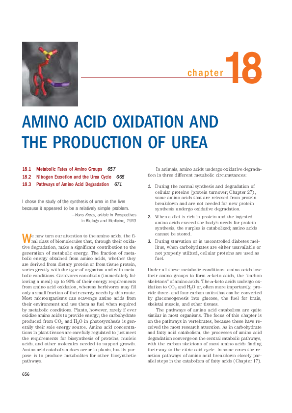 (PDF) AMINO ACID OXIDATION AND THE PRODUCTION OF UREA