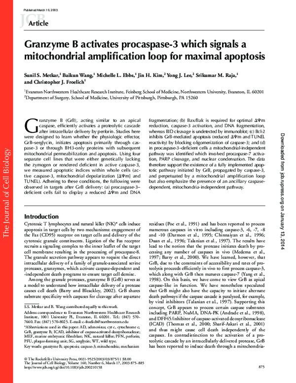 (PDF) Granzyme B activates procaspase-3 which signals a mitochondrial ...