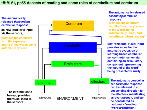 (PPT) Reading, spelling, and some roles of the cerebellum and cerebrum ...
