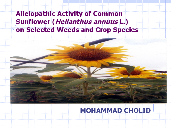 (PDF) Allelopathic Activity of Common Sunflower (Helianthus annuus L ...