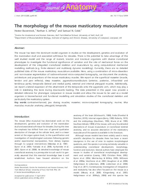 (PDF) The morphology of the mouse masticatory musculature
