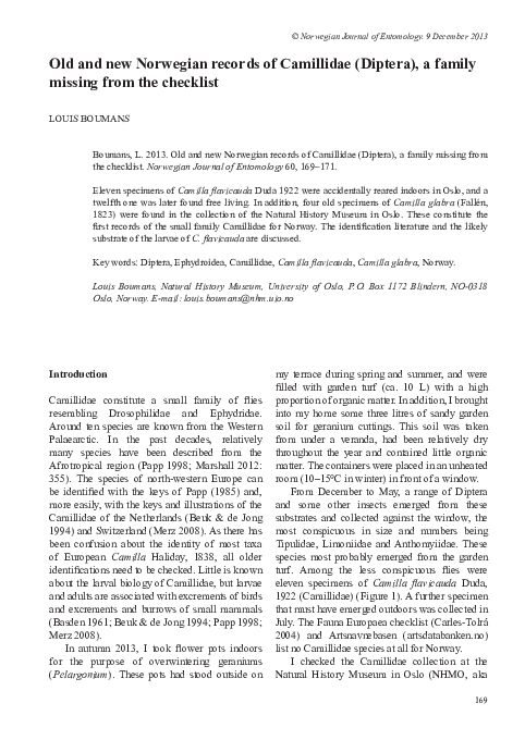 (PDF) Old and new Norwegian records of Camillidae (Diptera), a family ...
