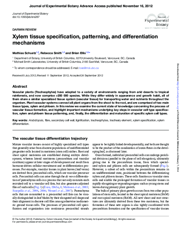 (PDF) Xylem tissue specification, patterning, and differentiation ...