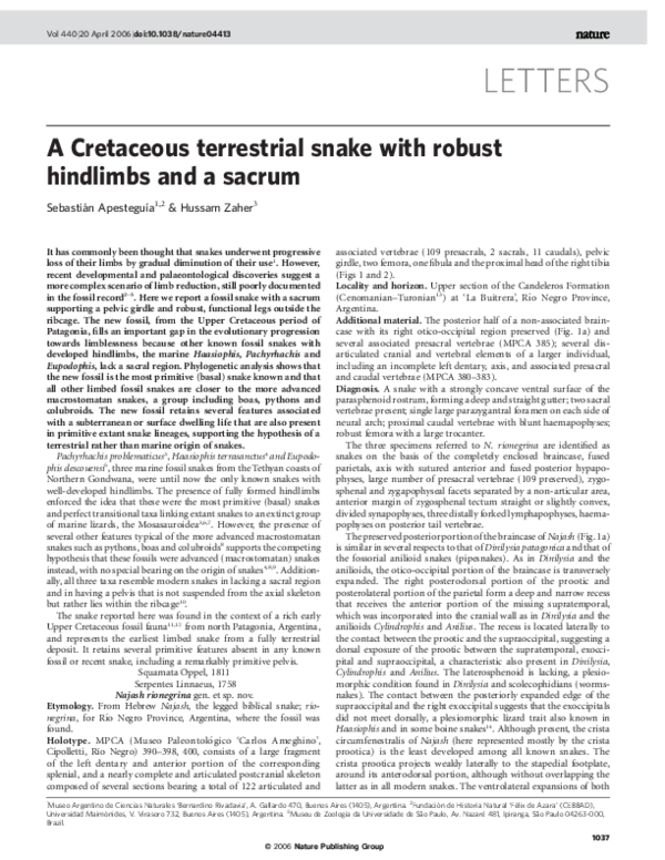A Cretaceous terrestrial snake with robust hindlimbs and a sacrum