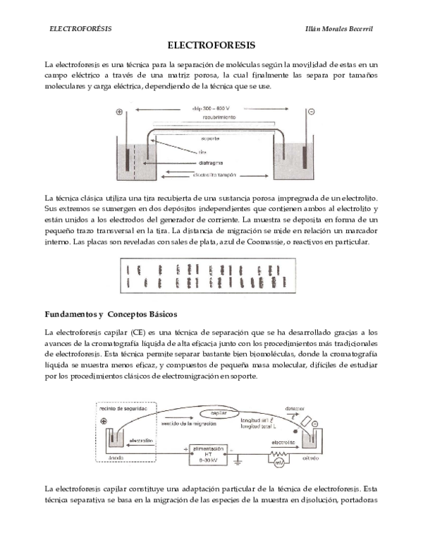 (PDF) Electroforesis