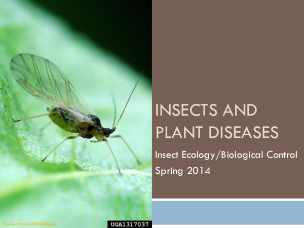 (PDF) Insect and Plant Diseases