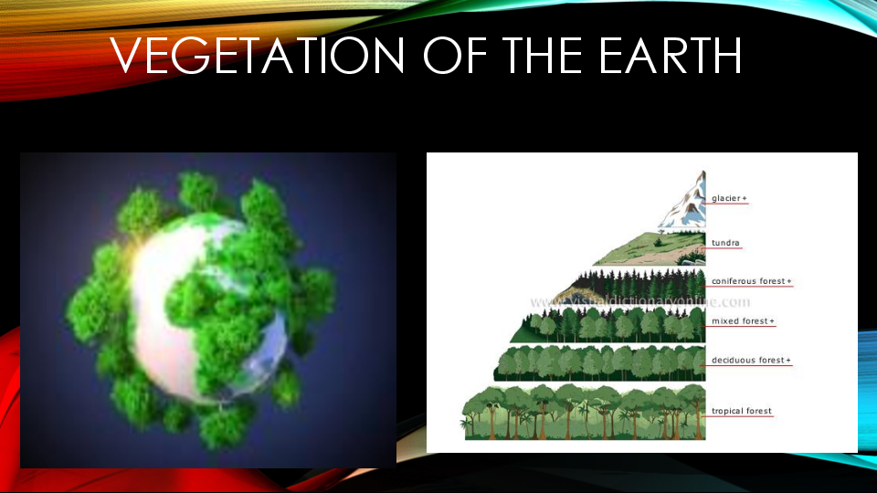 (PPT) VEGETATION OF THE EARTH